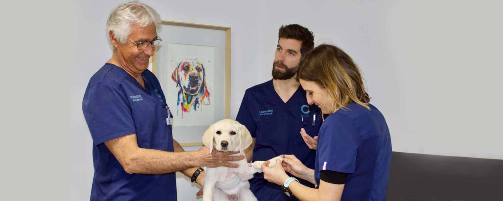 OnlyVet, Centre Hospitalier Vétérinaire à Saint-Priest près de Lyon