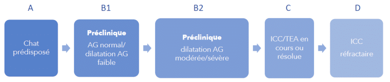 Diagnostic et le traitement des cardiomyopathies chez le chat - OnlyVet ...
