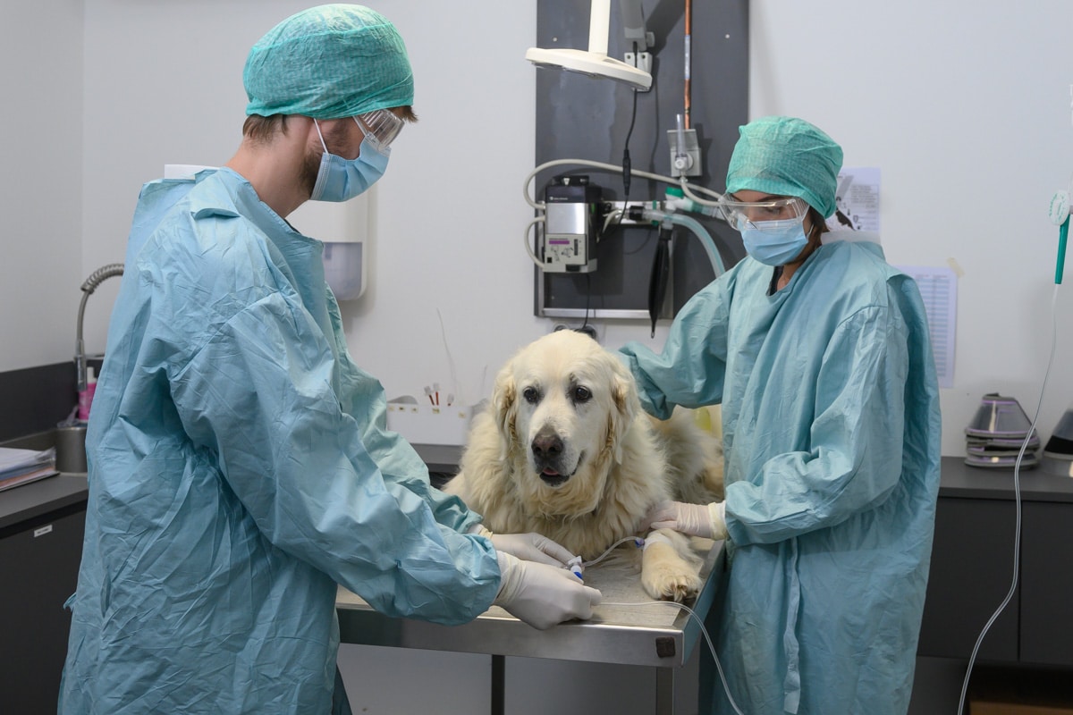 Service d'Oncologie du Centre Hospitalier Vétérinaire OnlyVet à Saint ...